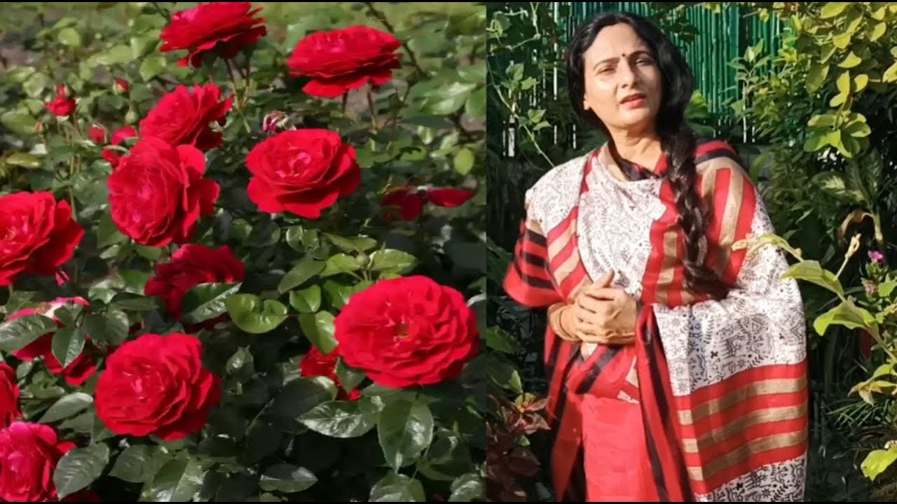 Best time to prune and fertilize rose plant | Rose plant care | Rashmi ...