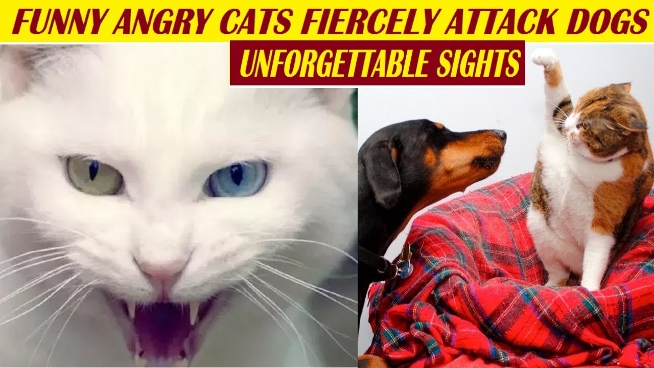 Funny, Angry Cats Fiercely Attack Dogs . Unforgettable Sights. - YouTube