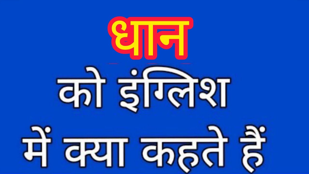 Dhaan Ko English Mein Kya Kahate Hain dhaan-ko-english-mein-kya-kahate-hain