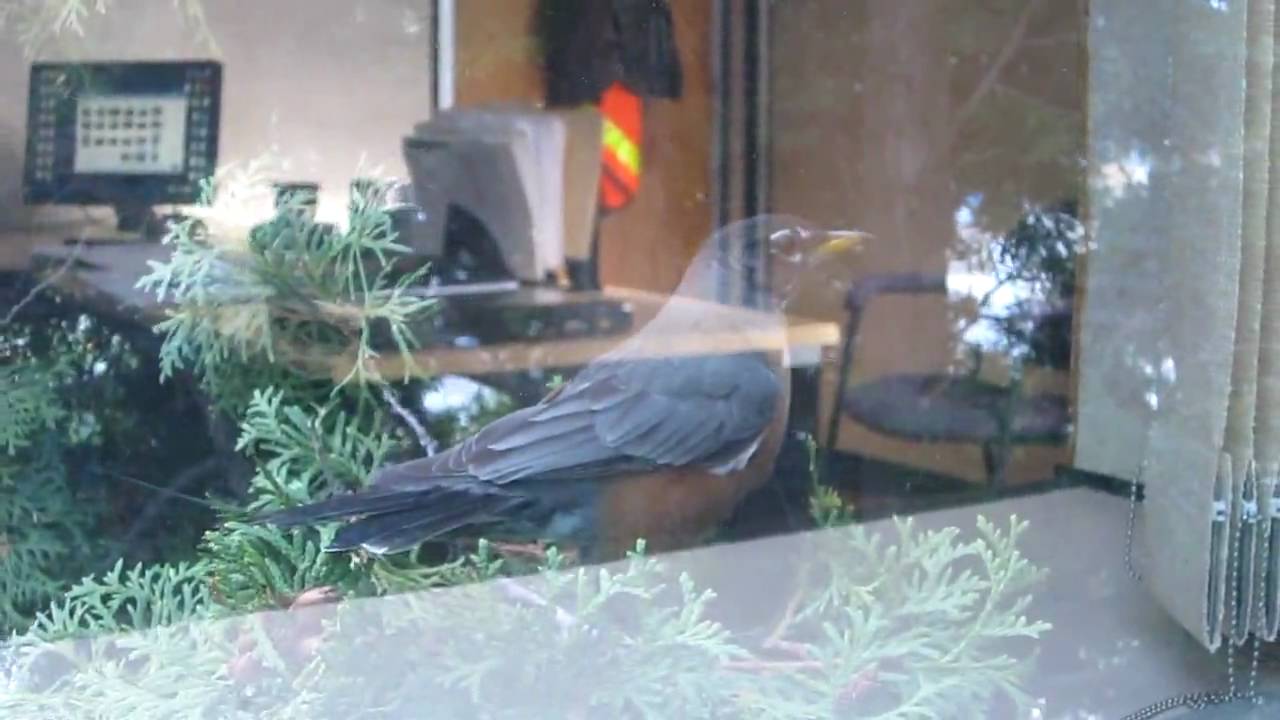 Stupid robin outside my office window - YouTube