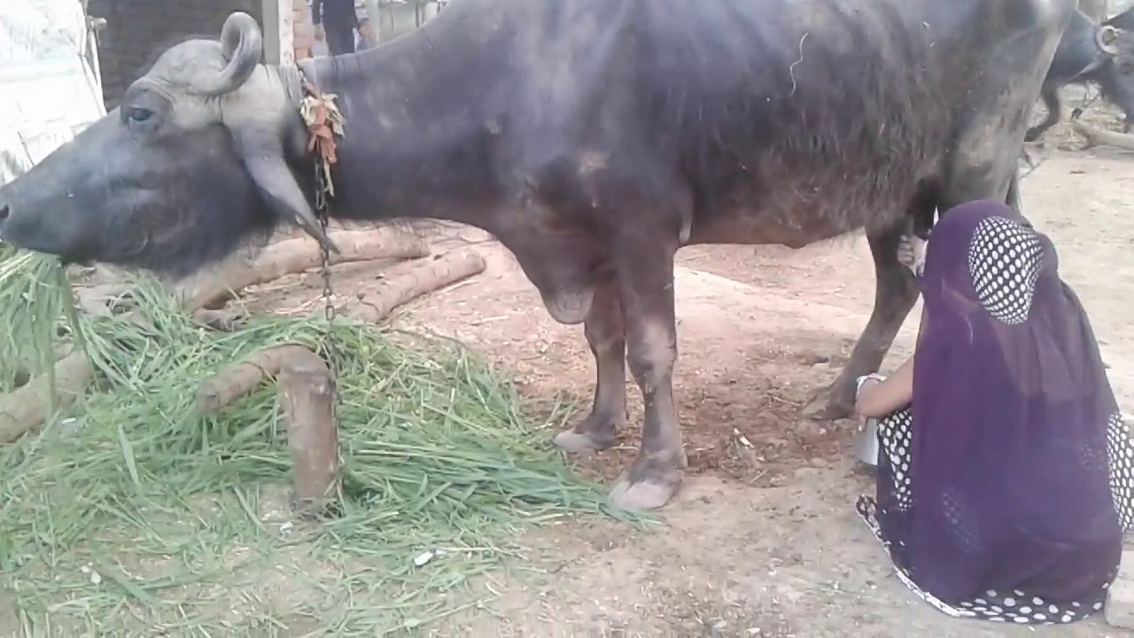 How to extract Women Girl milk by donating milk and milk - YouTube