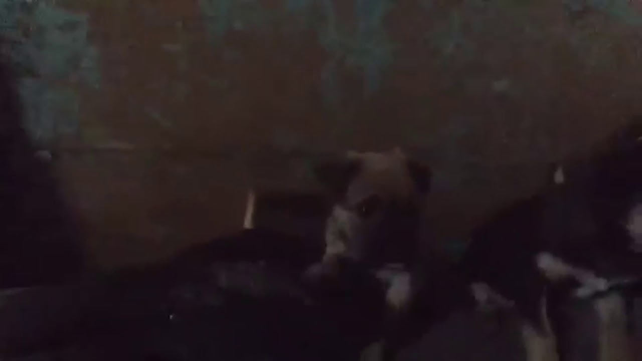 Dog eats camera - YouTube