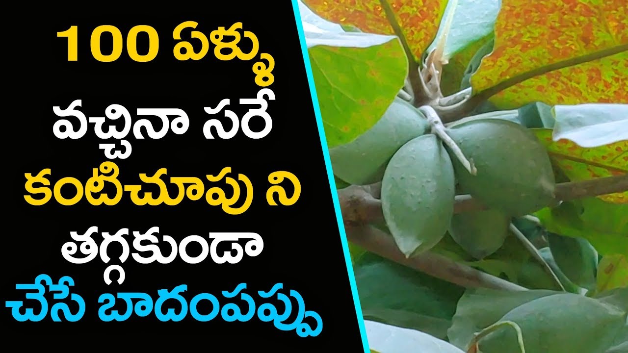 100 ఏళ్ళు వచ్చినా సరే కంటిచూపు తగ్గకుండా చేసే బాదంపప్పు ||badam pappu ...