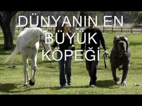 dünyanın enleri