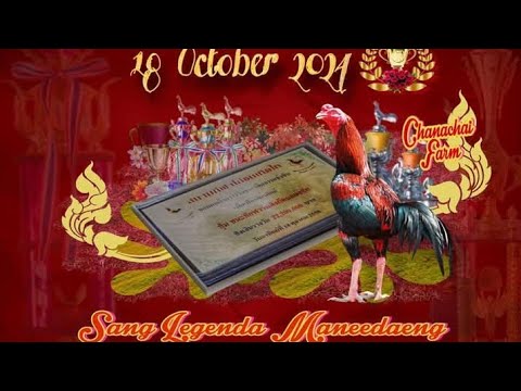 Characteristics of Pakhoy Maneedaeng Chicken #ayampakoy #ayampakhoy #ayammagone #ayammangone