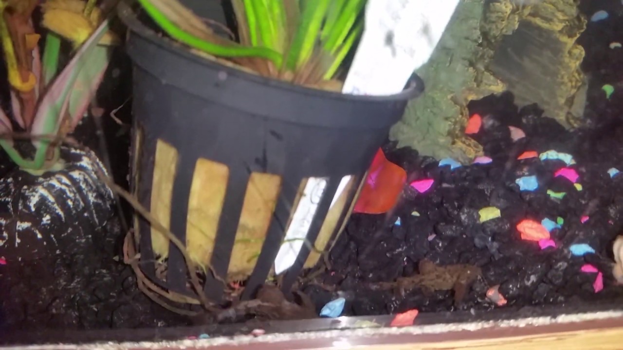 Moth Kitty Catfish Surprise - YouTube