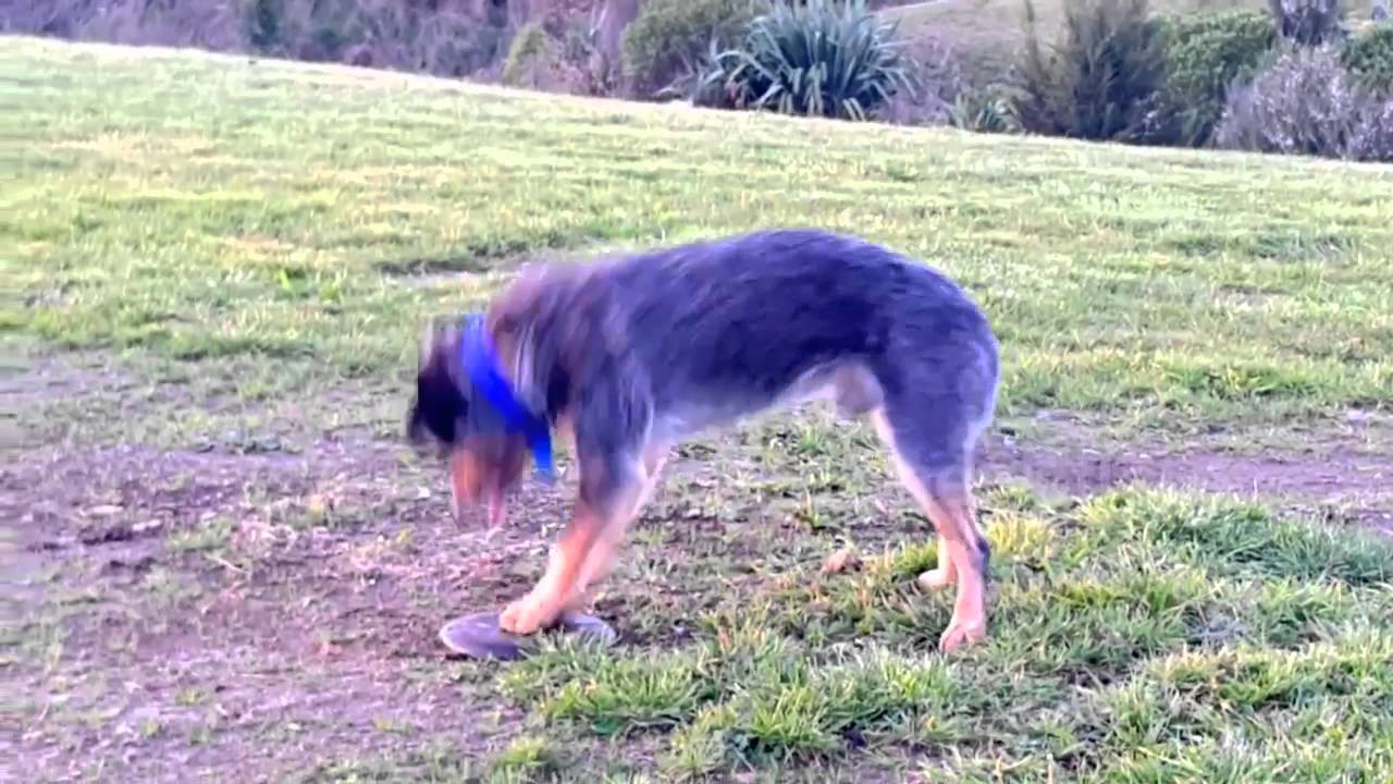 Dog fails at picking up frisbee - YouTube