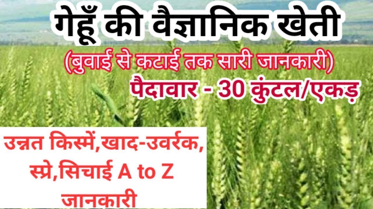 गेहूं की वैज्ञानिक खेती / गेहूं की बुवाई से कटाई तक संपूर्ण जानकारी ...