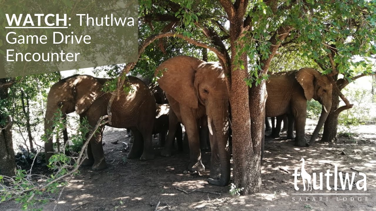 WATCH: Chilling Out With Elephants - Thutlwa Safari Lodge Game Drives ...