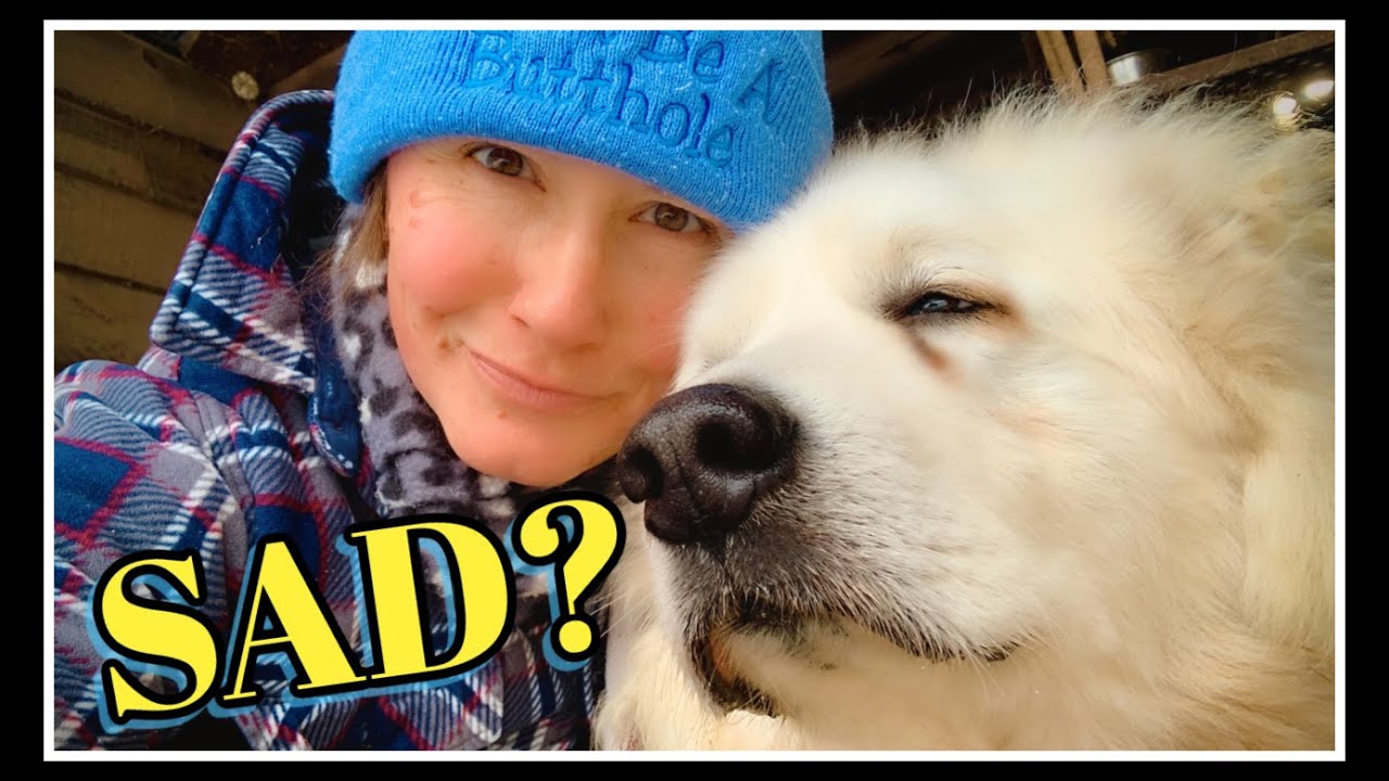 ☹️ Is My Pyrenees SAD? What YOU Need to Know! - YouTube