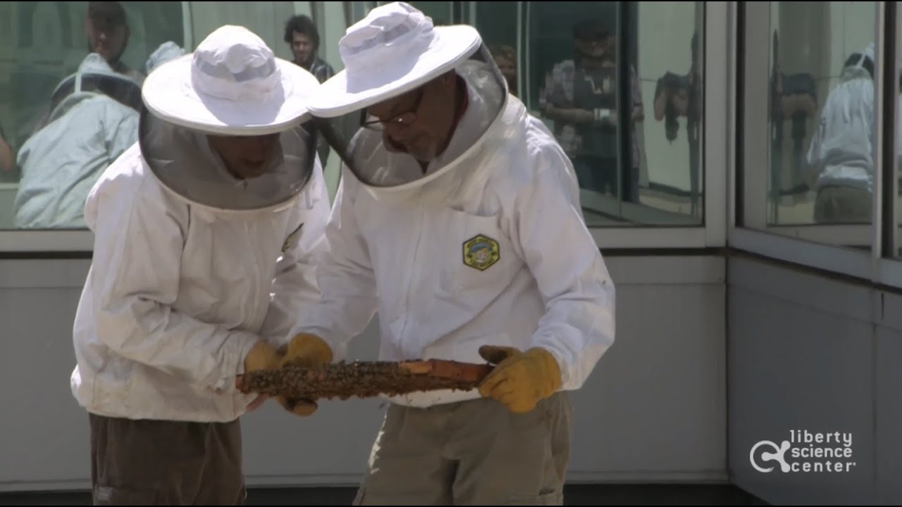 Honey Bee Installation at Liberty Science Center - YouTube