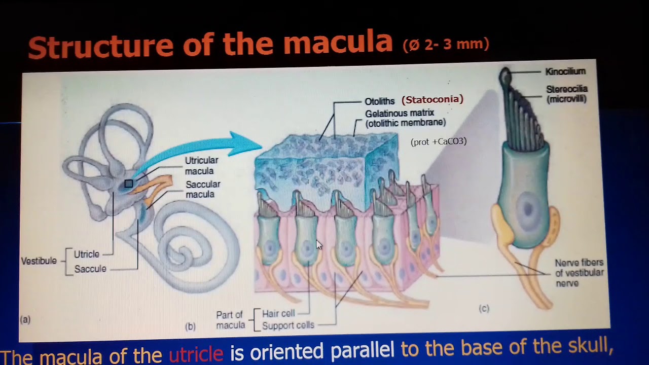 Ear, Hearing & Balancing part 4 - YouTube