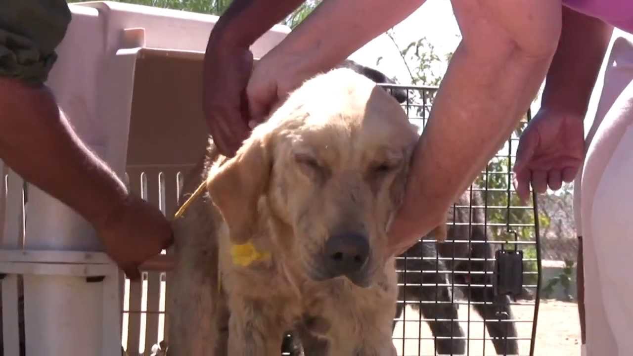 Baja Animal Sanctuary - Episode 1 - YouTube