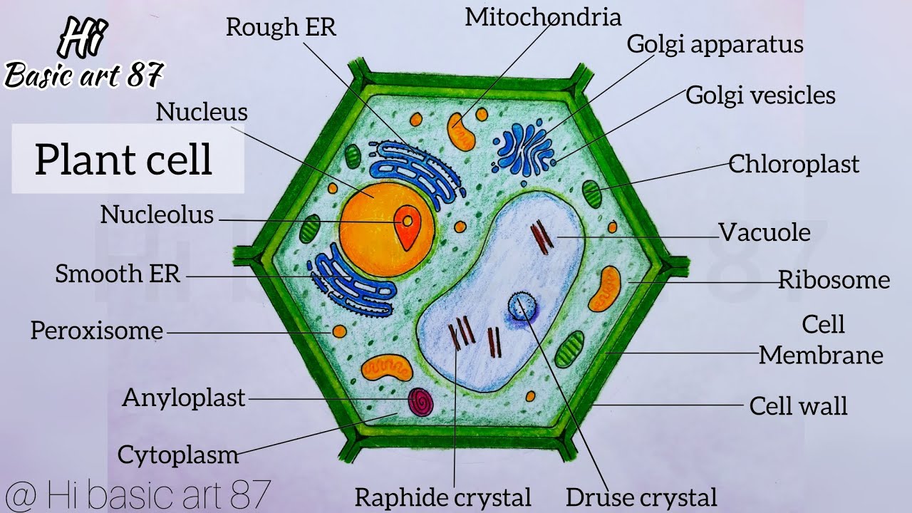 How to draw Plant cell diagram drawing // science lebelled diagram CBSE ...