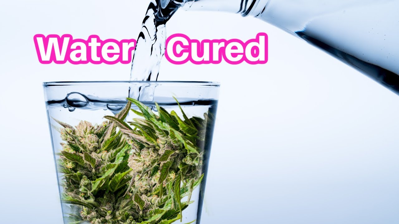 What Is Water Cured Cannabis? - YouTube