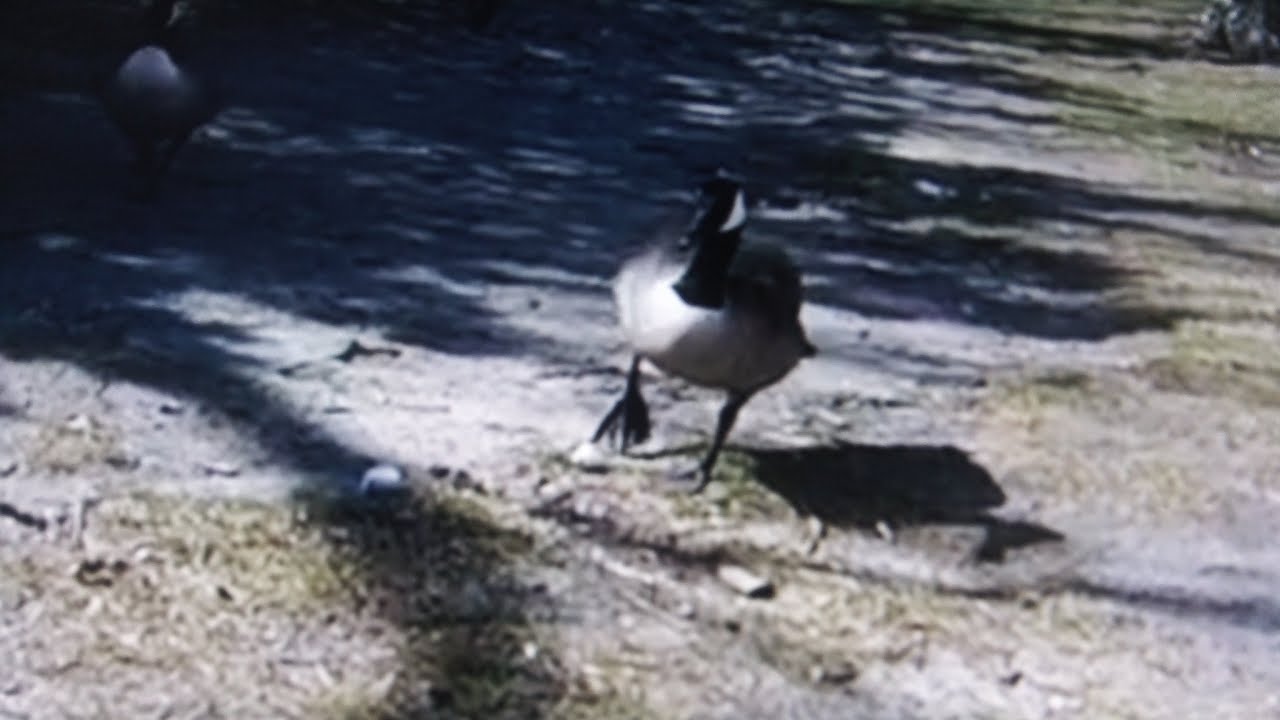 "MATILDA": THE RESCUE OF A CANADA GOOSE WITH A BROKEN LEG - YouTube