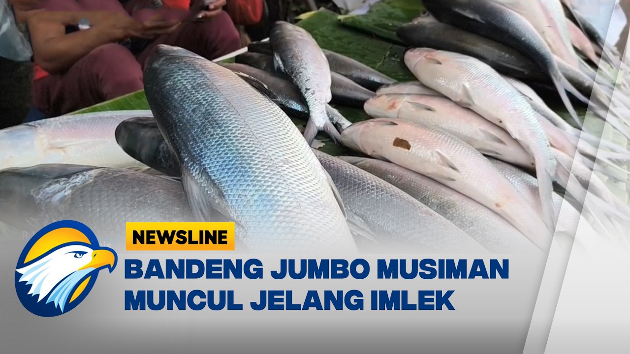 Bandeng Jumbo Musiman Kembali Ramaikan Rawa Belong Jelang Imlek ...