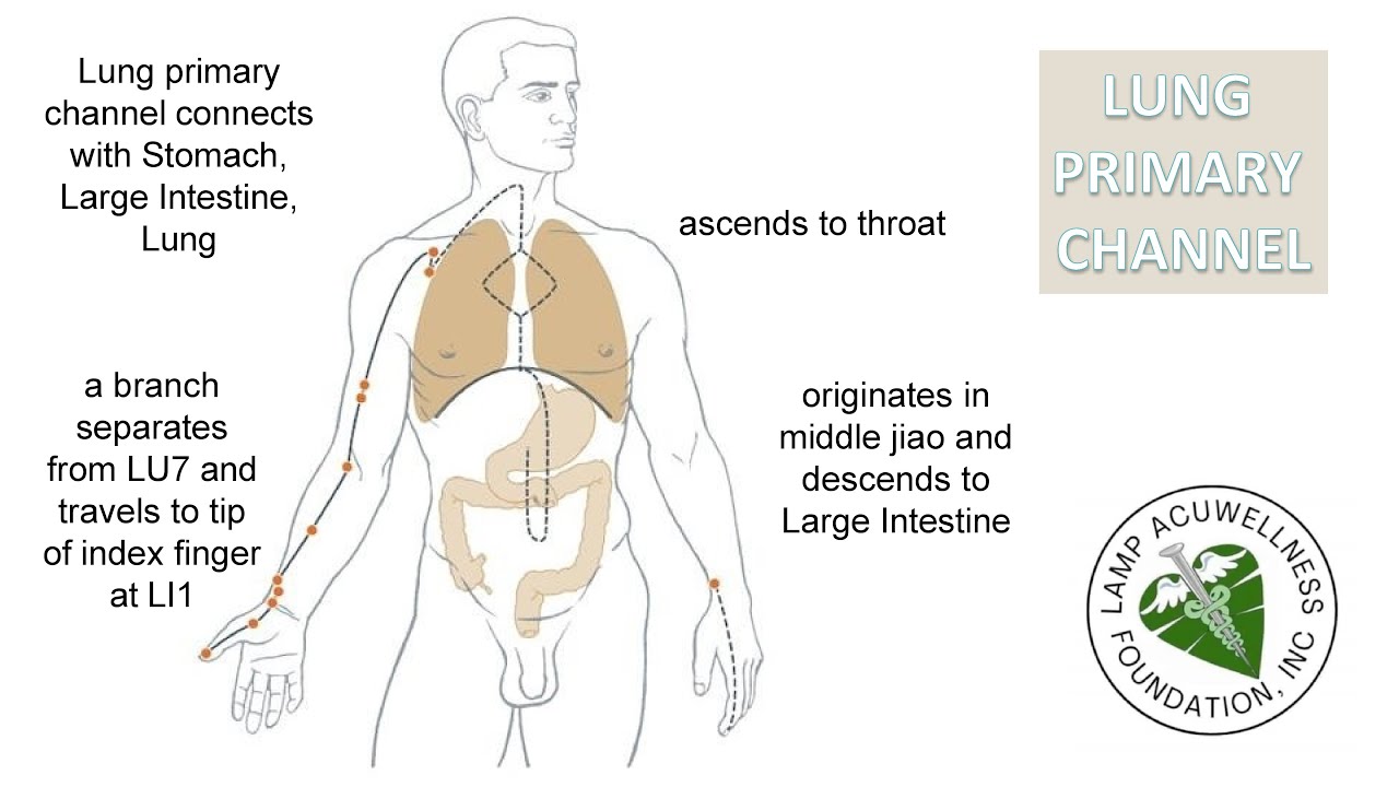 LUNG PRIMARY CHANNEL (Shou Tai Yin Jing) - YouTube