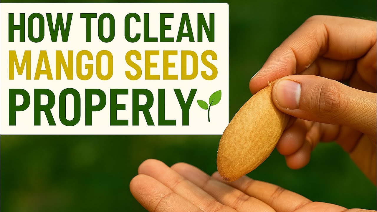How to Clean Mango Seeds | Step by Step Guide for Seed Collection ...