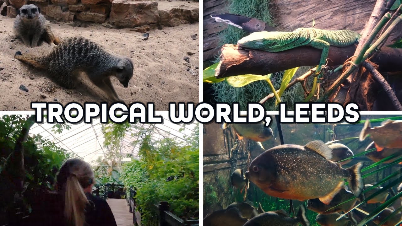 TROPICAL WORLD LEEDS: Family trip to see Buttery Fly Hall, Tropical ...