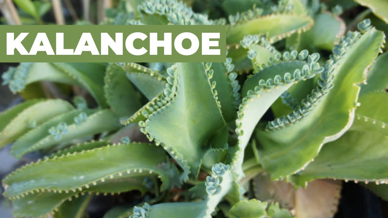 ¿Qué es la PLANTA KALANCHOE?🌿Beneficios, propiedades y para que sirve ...