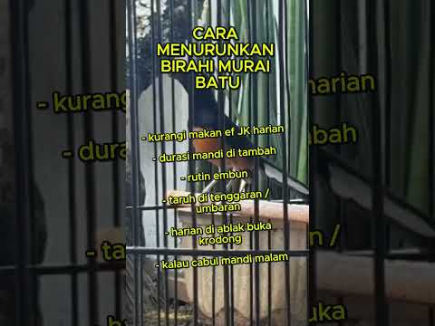 cara menurunkan birahi murai batu #muraibatu