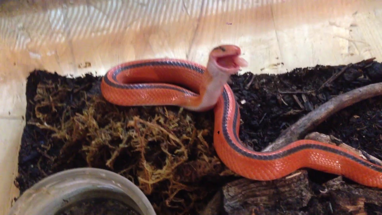Oreocryptophis porphyraceus coxi feeding - YouTube
