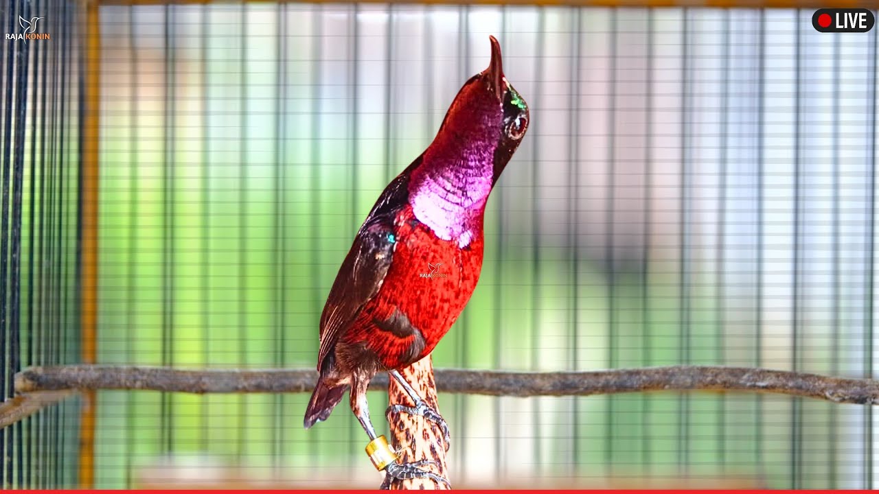 🛑LIVE🎥 Beautiful Hummingbird Sounds | Soothing Nature Ambience for ...