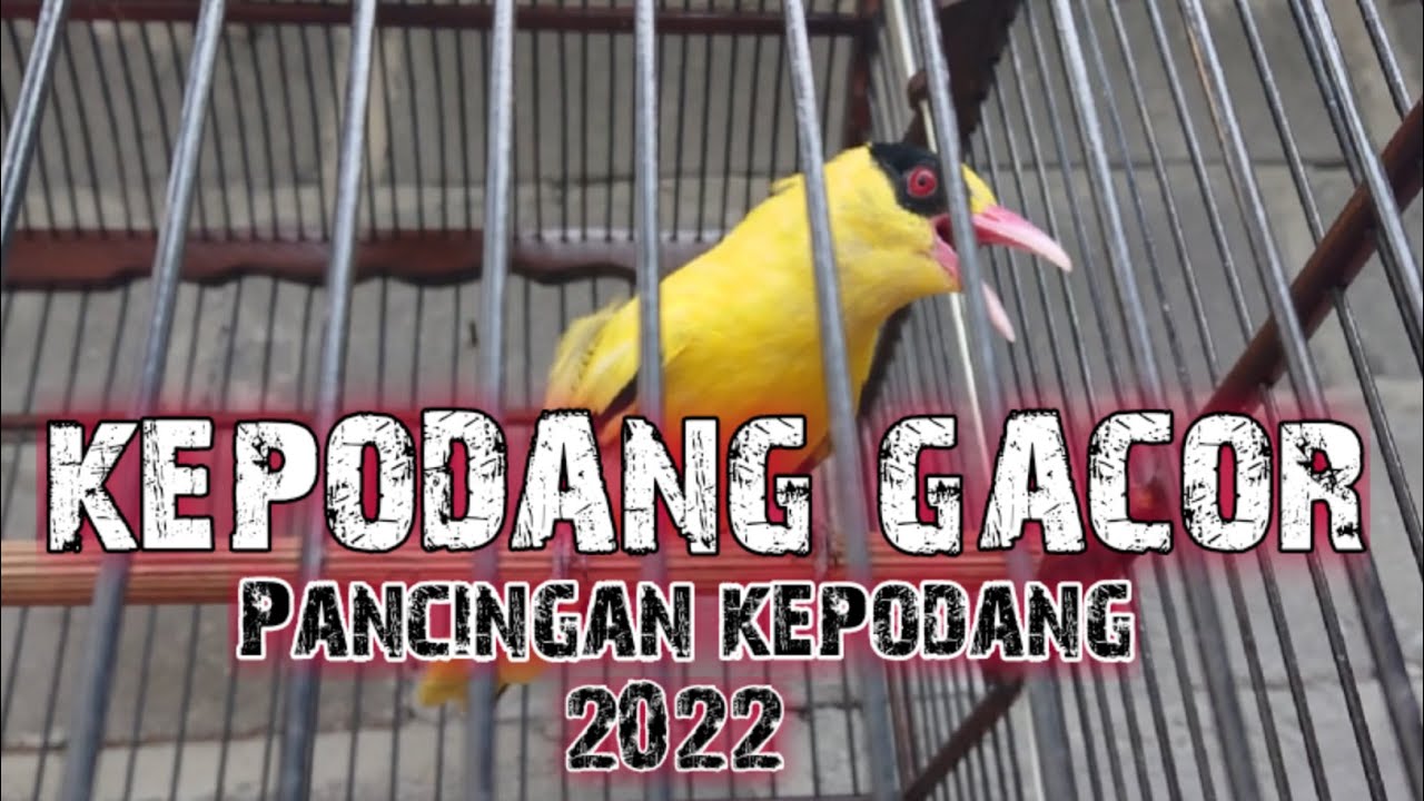 Burung kepodang podang gacor pancingan kepodang podang lain - YouTube