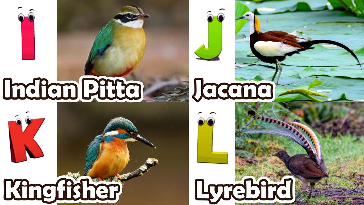 Birds Alphabet Song for Kids | Birds ABC Song | Phonics for Kids | Baby ...