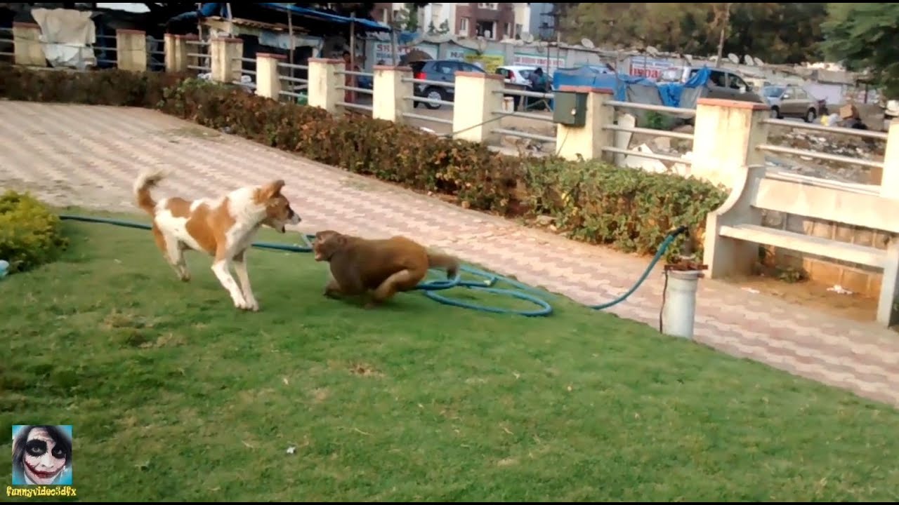 Crazy Monkey Fight With Dogs - YouTube