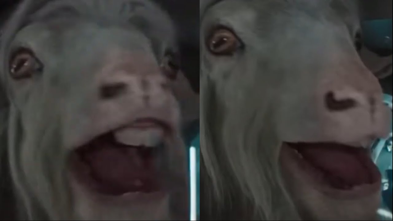 CABRAS DE THOR conocen a Thor / THOR'S GOATS Meet Thor (Thor Love and ...