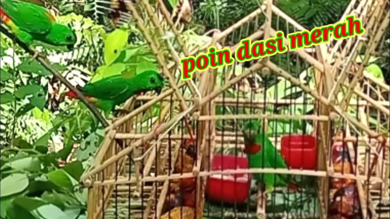 POIN SERINDIT DASI MERAH SAAT MENJEBAK SERINDIT MENGGUNAKAN SANGKAR ...