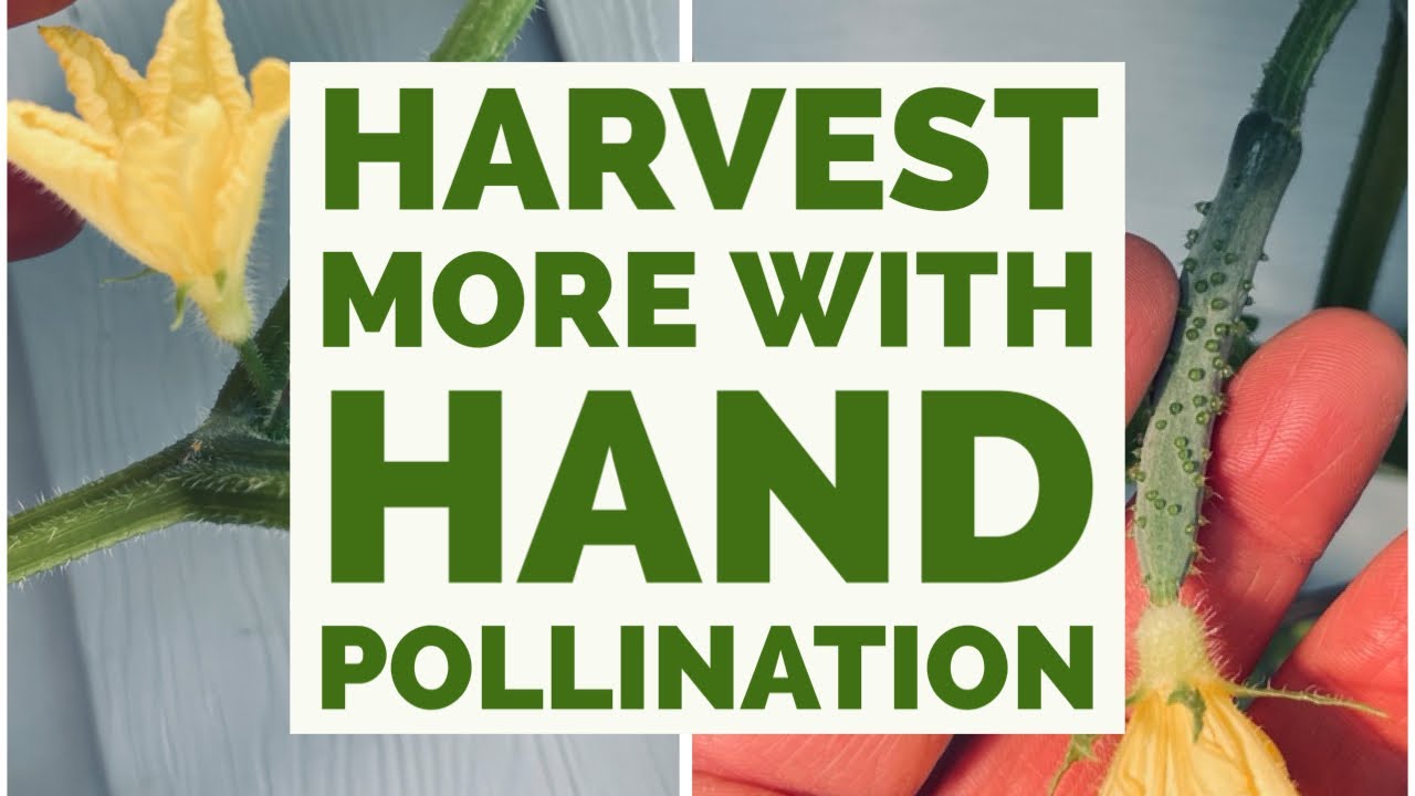 Hand pollinating cucumbers to enjoy a better harvest - YouTube