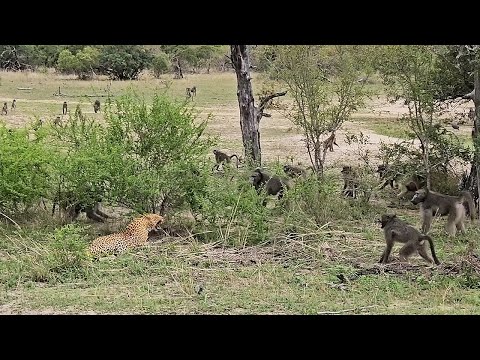 LEOPARD vs BABOONS