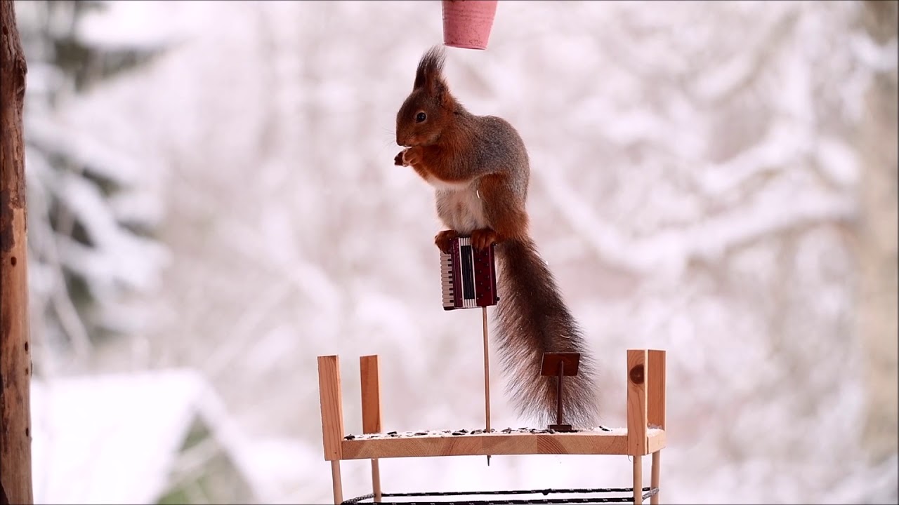 Red squirrels playing music instruments - YouTube