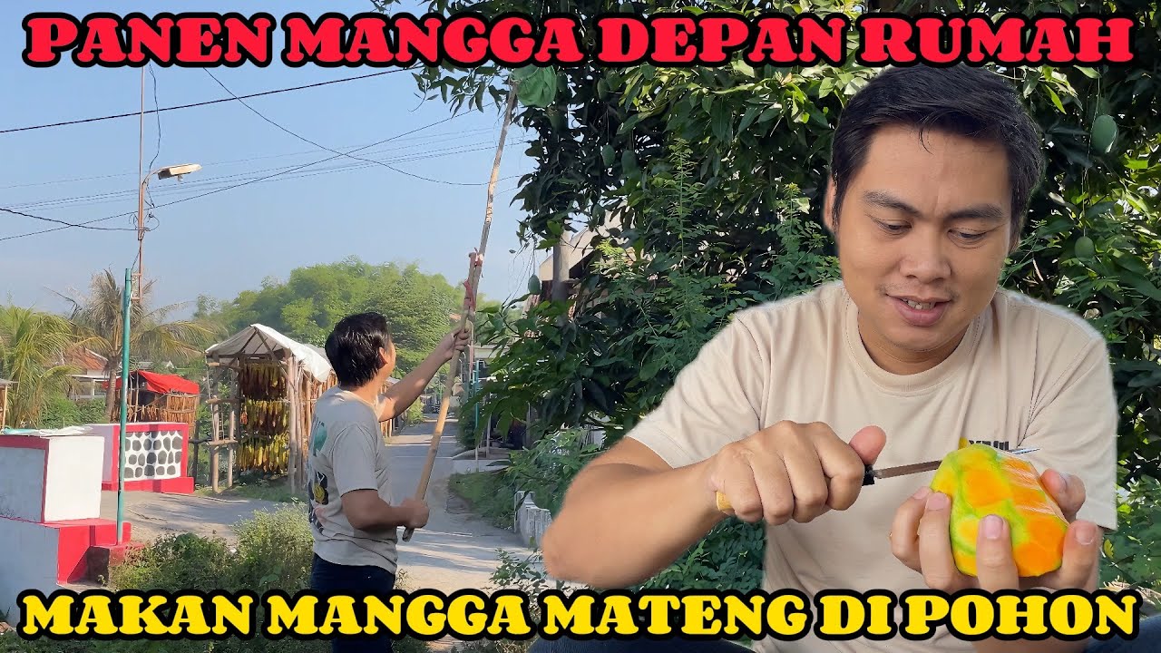 MAKAN MANGGA MATENG LANGSUNG DARI POHONNYA - YouTube