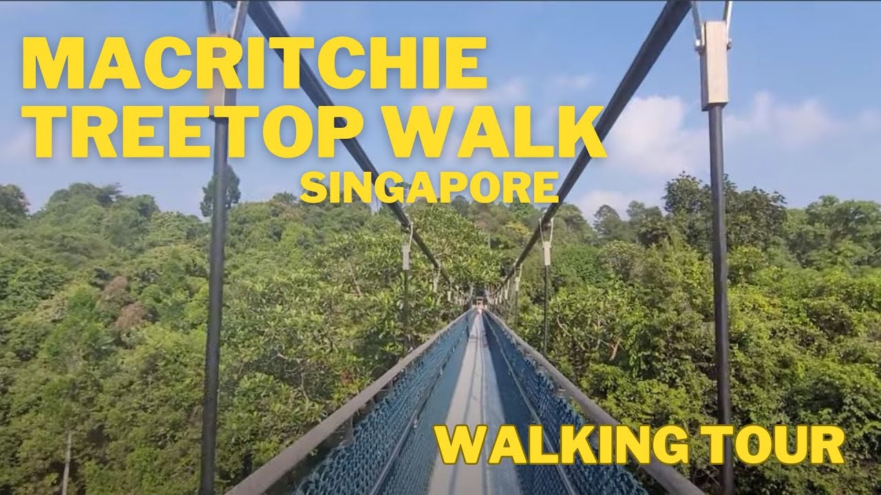 [HD] Singapore, MacRitchie TreeTop Trailhead Walking Tour 🚶‍♂️🚶‍♀️🚶 ...