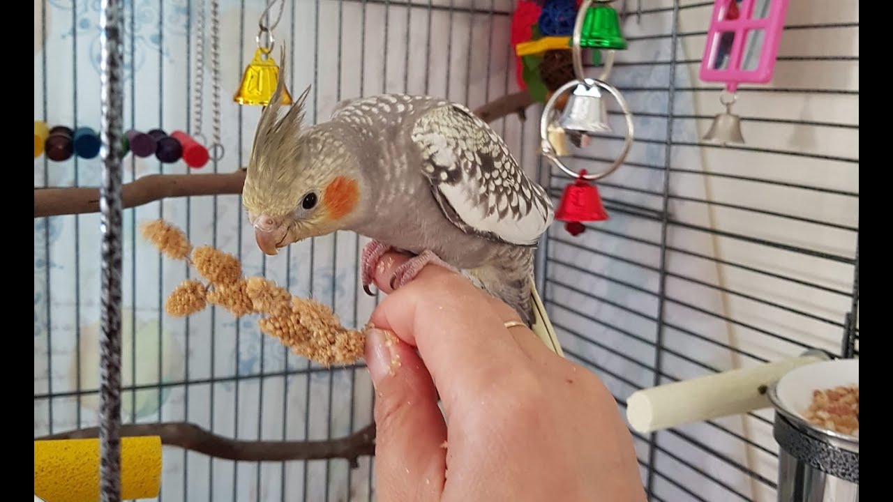 My cockatiel enjoys eating millet on my hand - YouTube