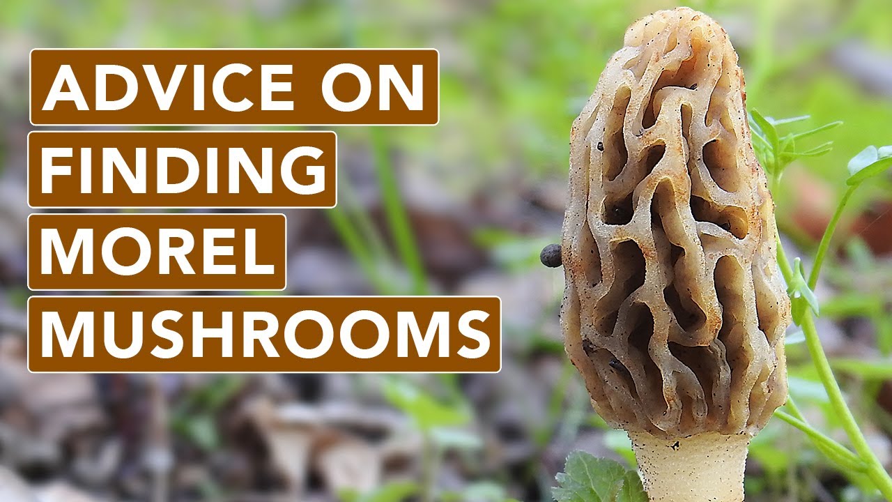 Morel Mushroom Advice You've Heard But Probably Need To Hear Again ...