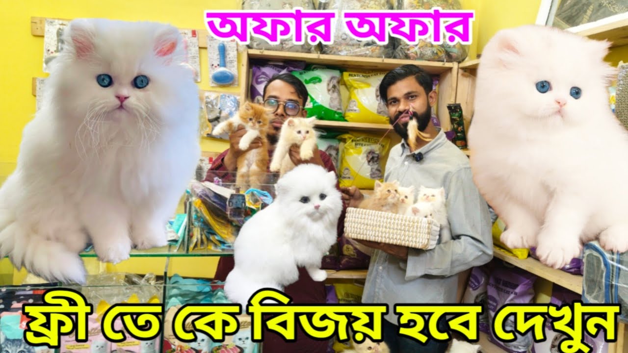 Cat price in Bangladesh | Persian Biraler Dam | Persian Cat price in ...