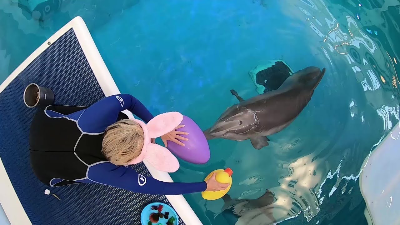 Dolphin & Otter Playtime With Easter Egg Enrichment - YouTube