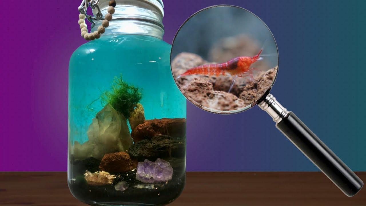 IMMORTAL Shrimp Jar! - YouTube