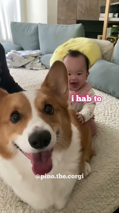 Corgi booty boop by baby #corgi #animals - YouTube