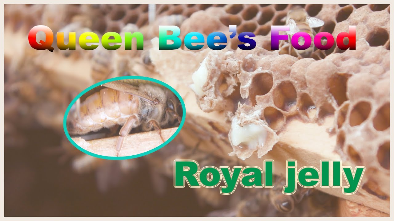 Queen Bee's Food Royal jelly , 여왕벌과 로얄젤리 - YouTube