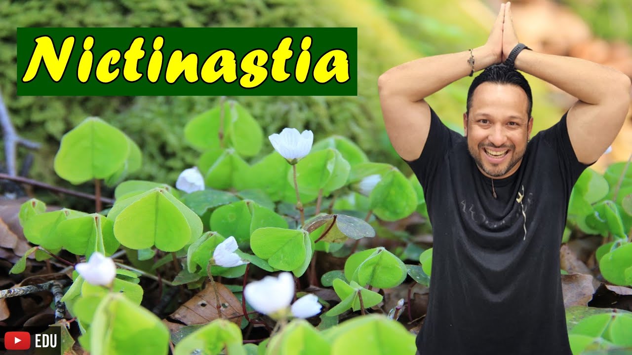 Nictinastia - Tipos de Nastismo - Movimentos Vegetais - Fisiologia ...
