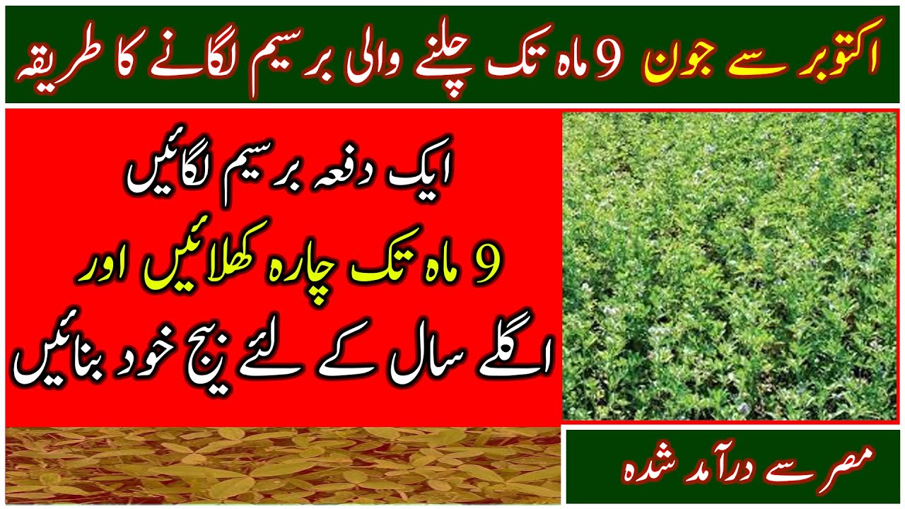Barseem cultication|Misri Grass|Shitala ki kashat|Egyptian clovr ...