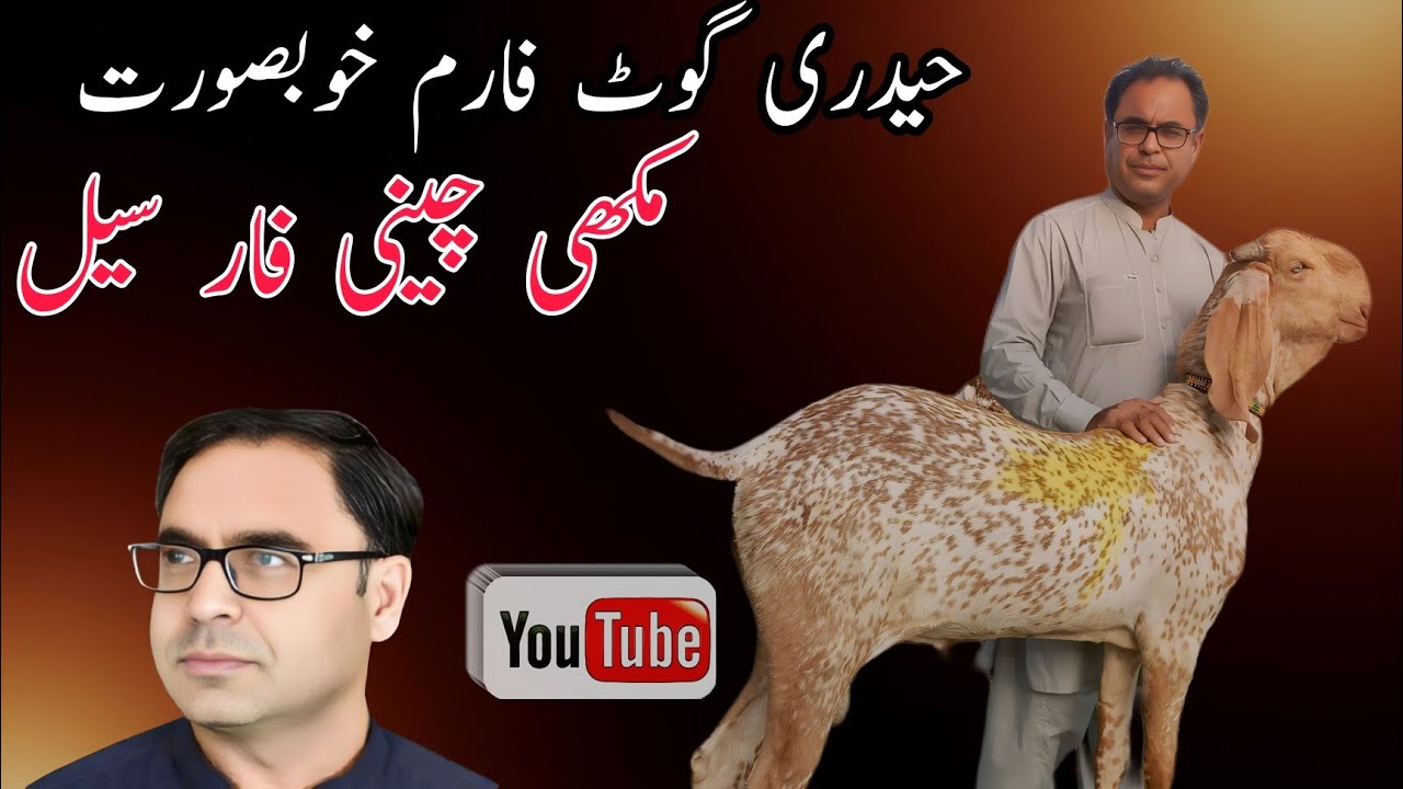 Famous Goat Farm Of Pakistan Haidry Goat Farm Beautifull Makhi cheena ...