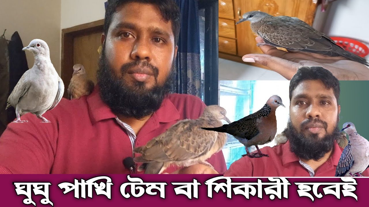 ঘুঘুকে কিভাবে শিকারি ও টেম করতে হয় | How to tame Dove | ঘুঘু টেম হবে ...