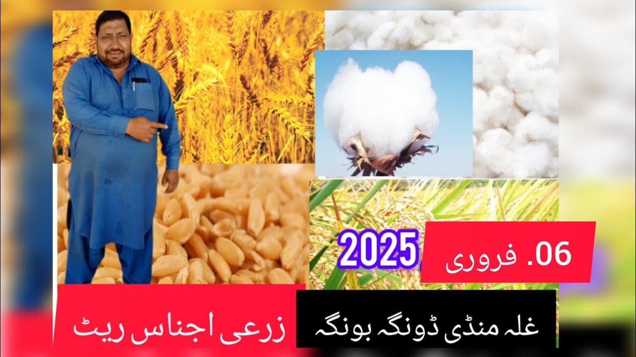 ghla mandi dunga bunga rates update 06_02_2025 - YouTube